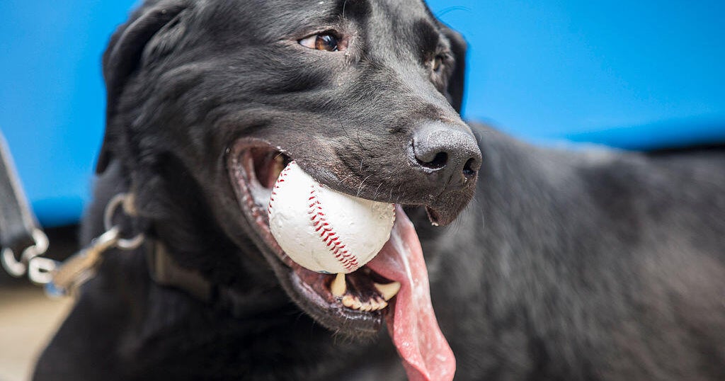 Denver schools introduce canine weapon detection program for sports ...