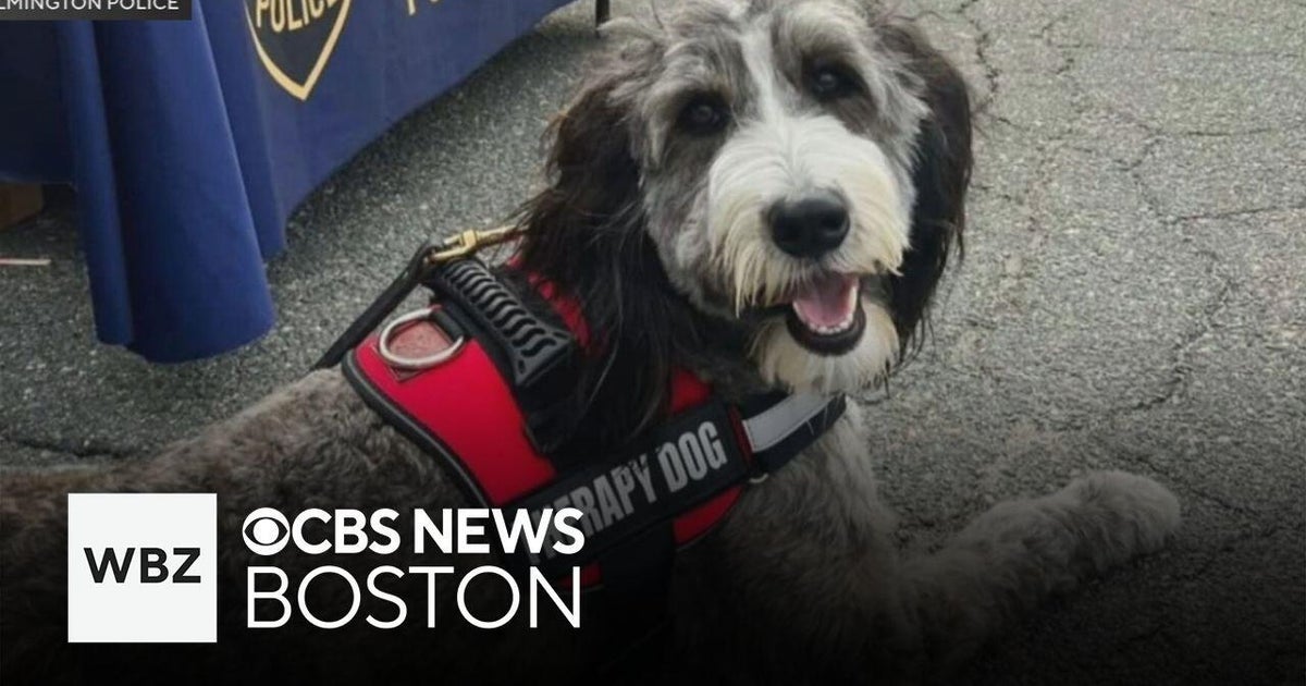 Wilmington police therapy dog Zena killed in car crash - CBS Boston
