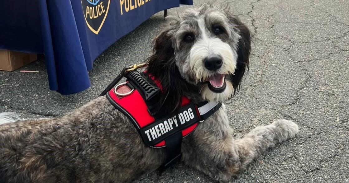 Wilmington, Massachusetts police therapy dog Zena killed in crash - CBS ...