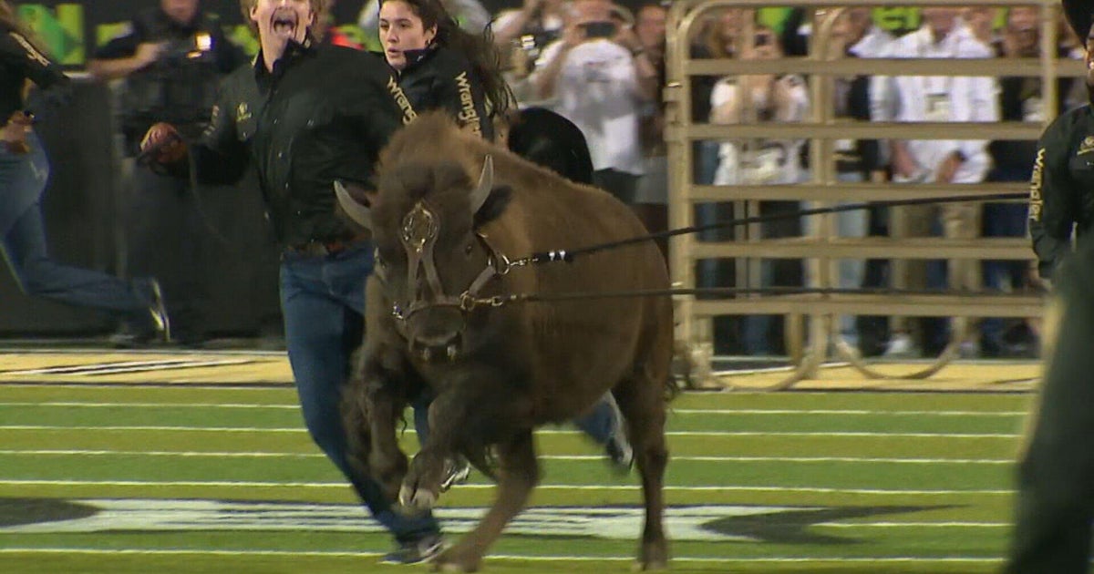 Colorado Buffaloes, fans celebrate Ralphie VII's first run at Folsom ...