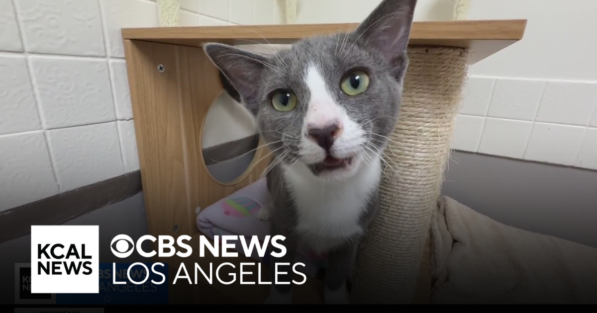 Lange Foundation helps animals in need find their forever homes - CBS ...