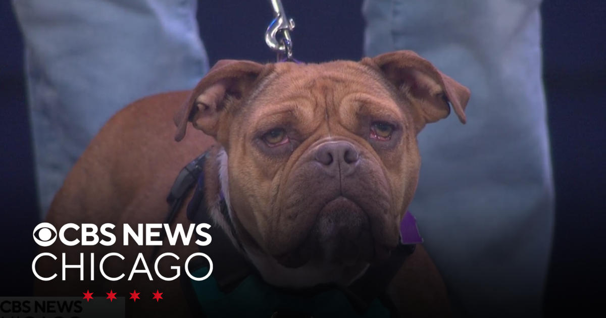 Gertie is looking for a forever home - CBS Chicago