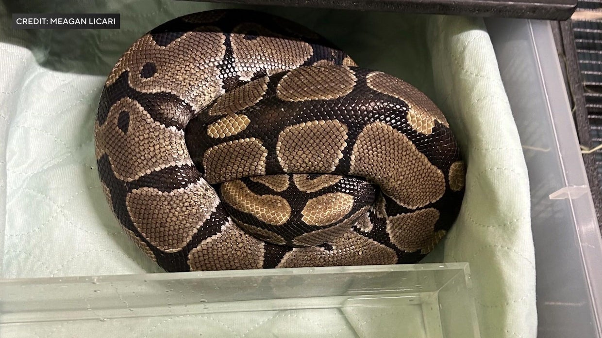 4-foot python recovered from Forest Park, Queens. 2 are still missing ...