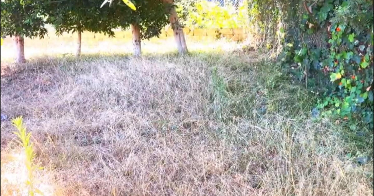 Palisades Fire victims frustrated by brush clearance citations - CBS News
