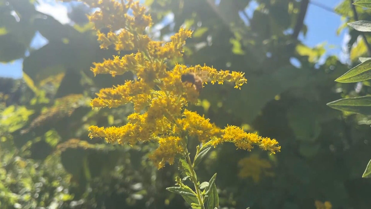 Grassroots group to host "Walk & Talk" at Philadelphia's FDR Park ...