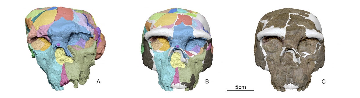 Million-year-old skull found in China could rewrite human evolution ...