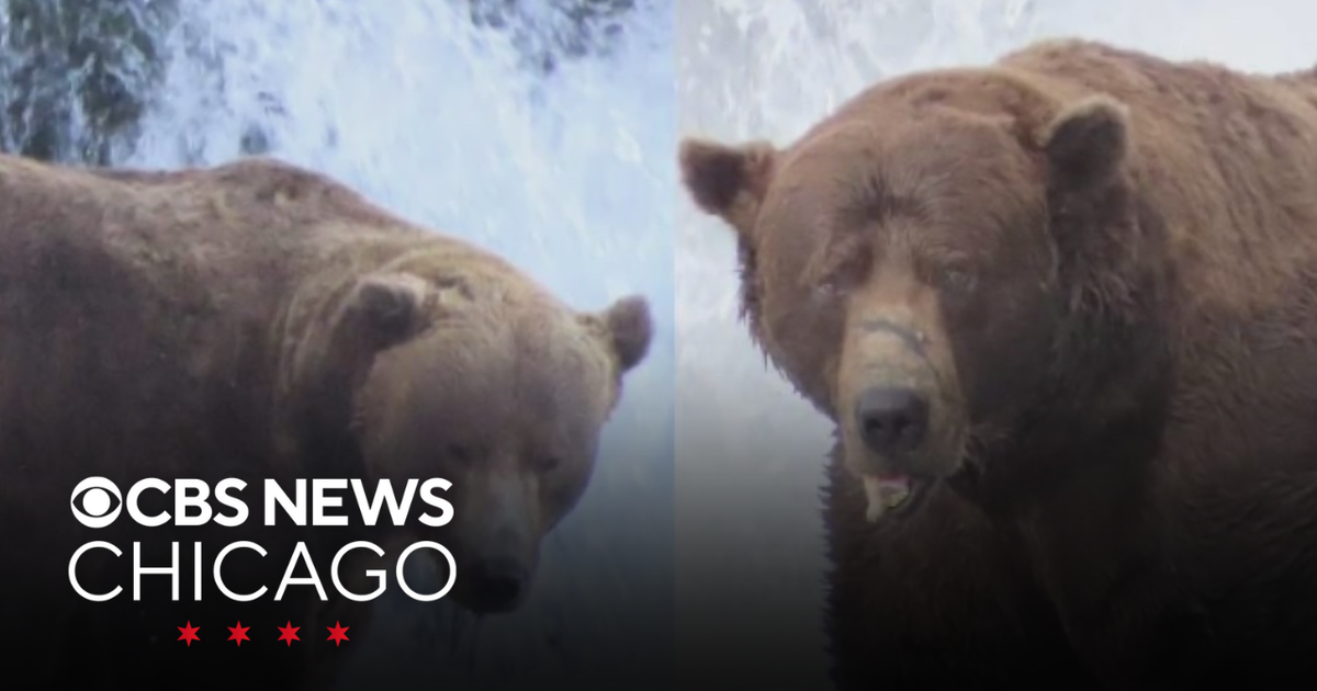 Voting to open for "Fat Bear Week" semifinals - CBS Chicago