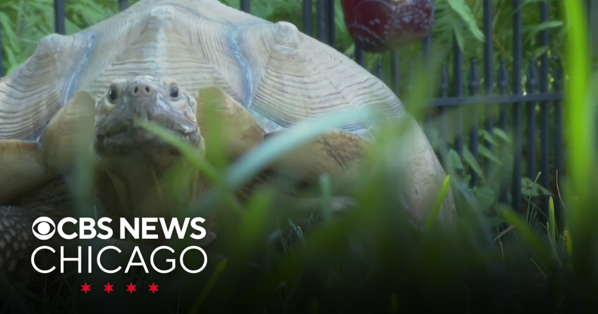 Tortoise returned home after escaping for 2nd time in Arlington Heights ...