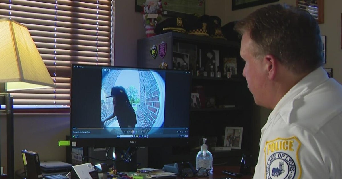Lyons police chief says he's frustrated that he can't keep serial porch pirate behind bars - CBS ...