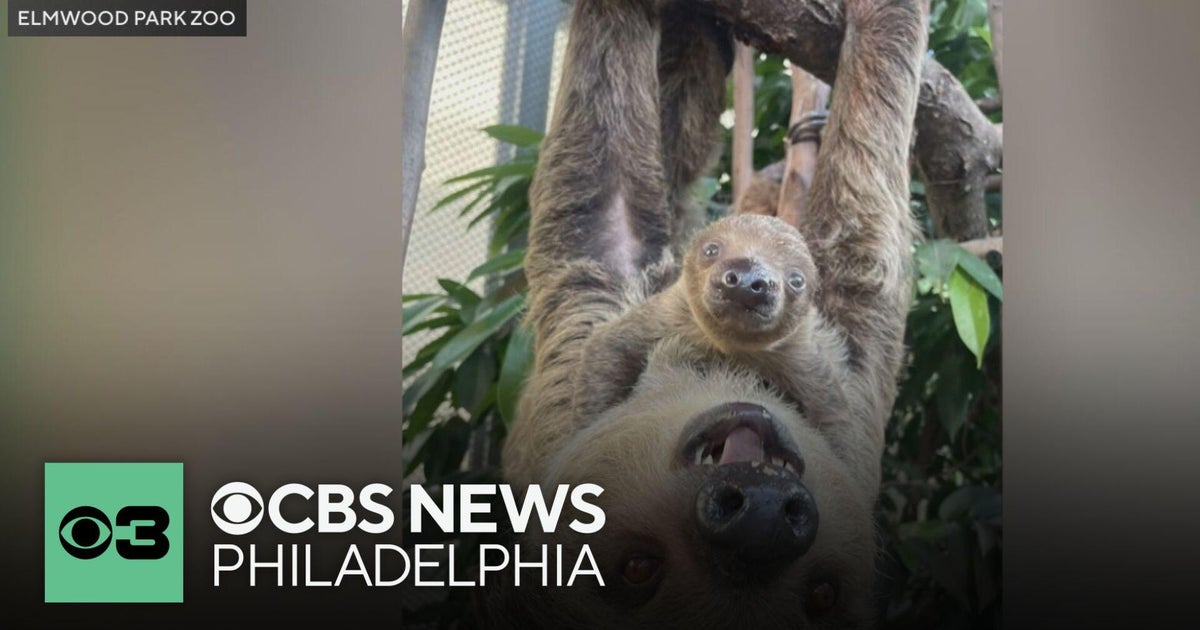 Elmwood Park Zoo joins CBS News Philadelphia to talk about their new ...