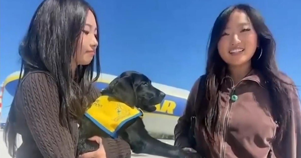 Goodyear Blimp delivers future service dogs to new homes - CBS News