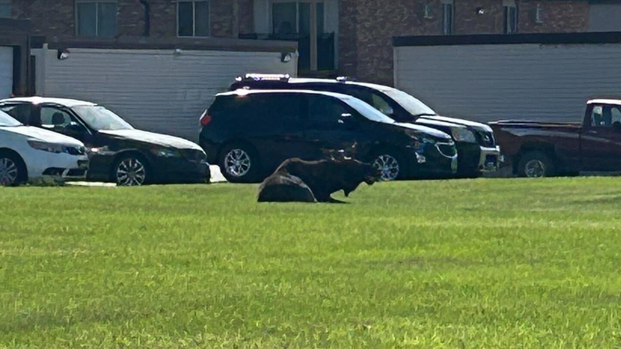 Fargo police say wandering moose hasn't been spotted in days - CBS ...