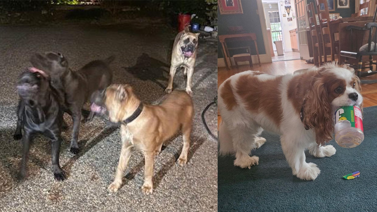 Doorbell video shows moments before Tyrese Gibson's dogs fatally attack neighbor's pet in ...