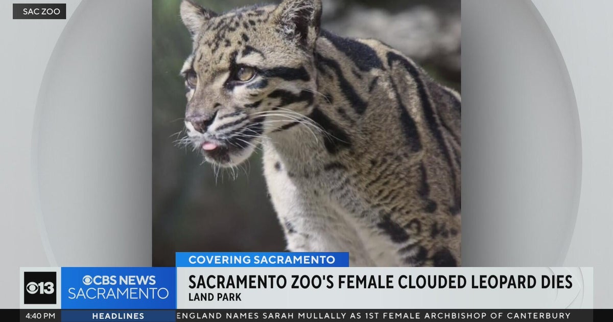 Sacramento Zoo's female clouded leopard euthanized after suffering ...