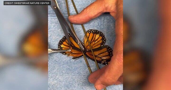 Monarch butterfly gets a life-saving wing transplant on Long Island ...