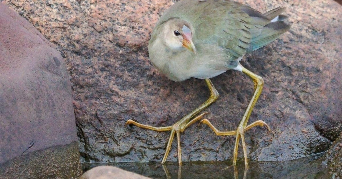 Bird rarely found in Michigan seen among migrating birds in Upper ...