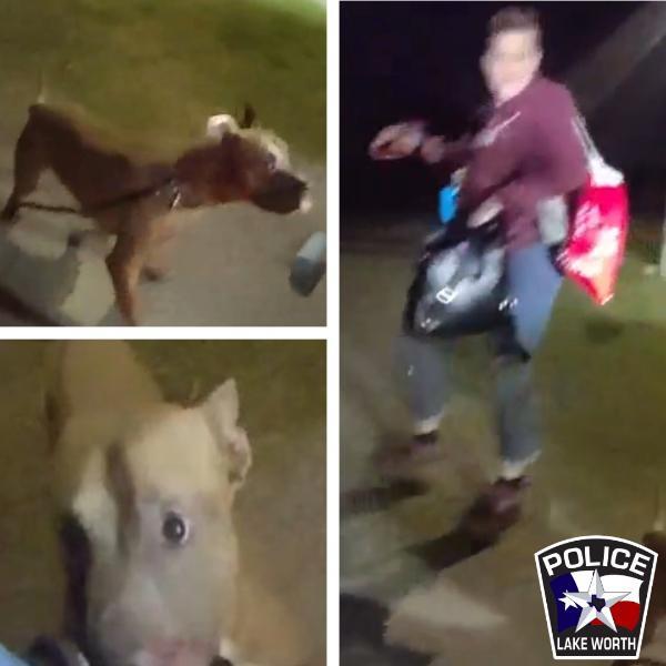 Lake Worth police identify pit bull owner after woman seriously injured ...