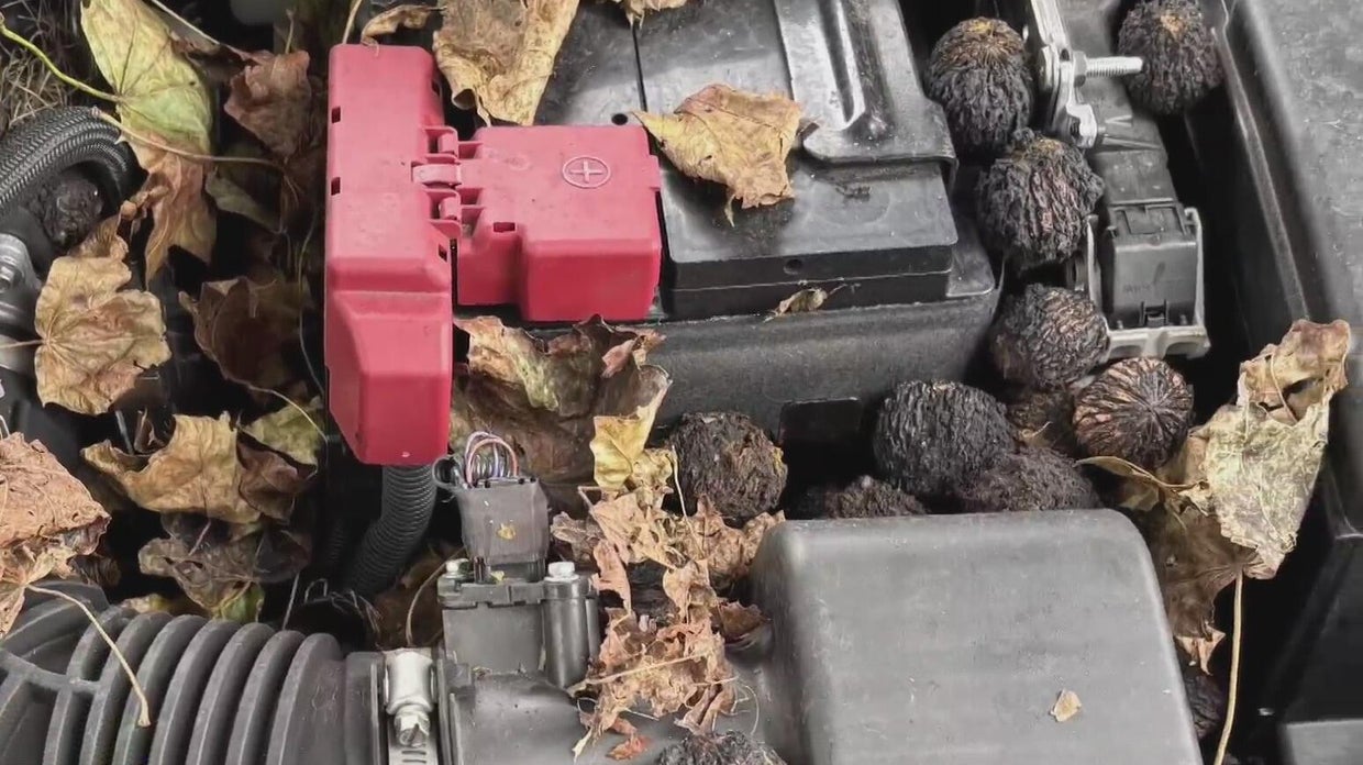 Why do squirrels build nests under car hoods? Pittsburgh wildlife ...