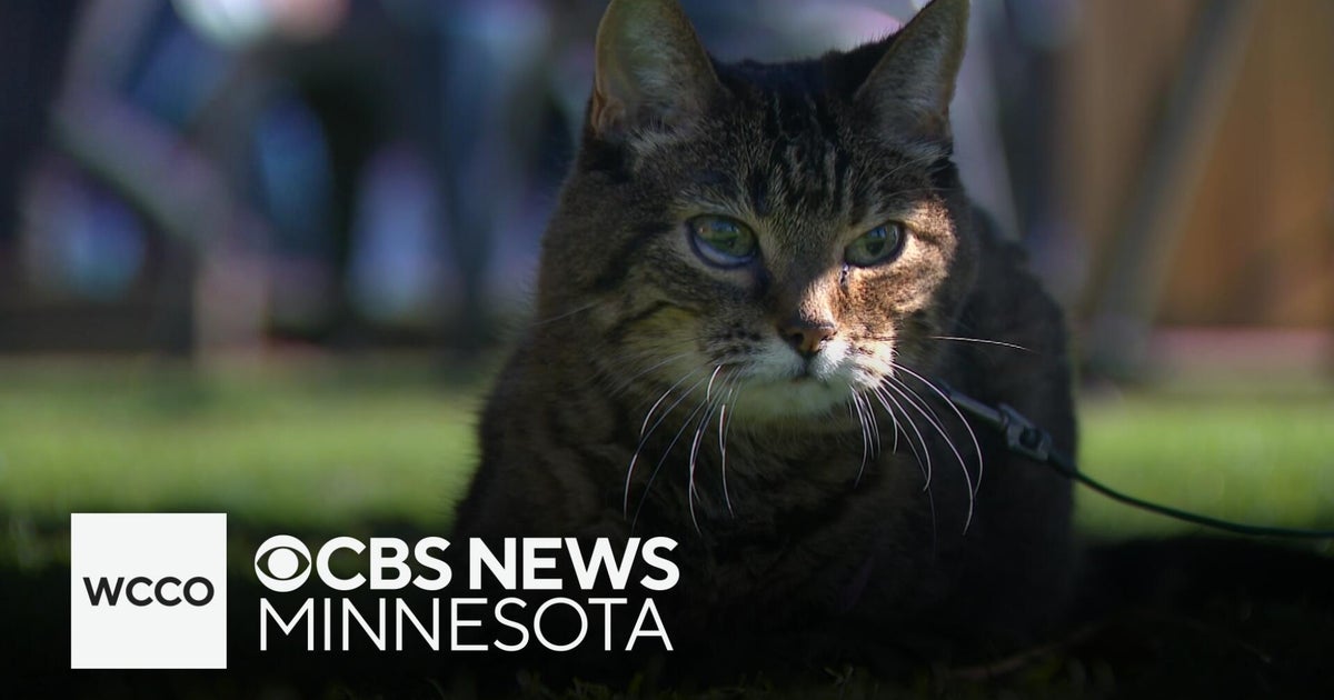 A Northeast Minneapolis cat turns 21 - CBS Minnesota