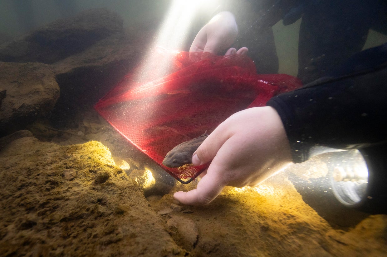 More than 100 rare, endangered hellbenders released into Ohio - CBS ...