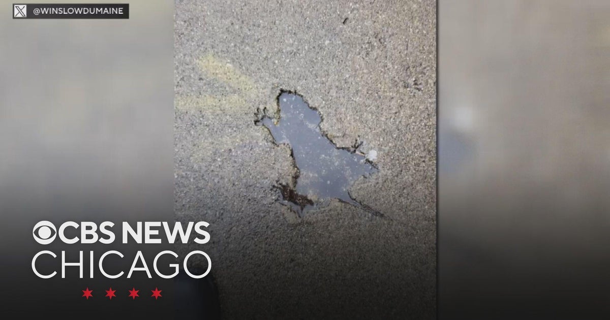 Chicago "rat hole" was probably actually made by squirrel, scientists ...