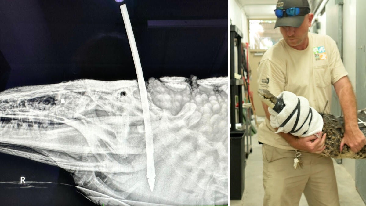 Florida crocodile found speared and shot in the Keys recovering after ...