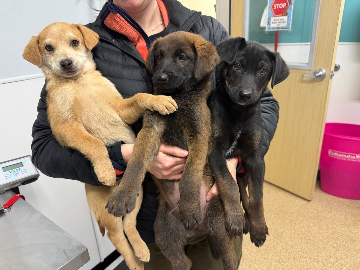 Alaska nonprofit rescues 180 dogs, and a turtle, after devastating ...