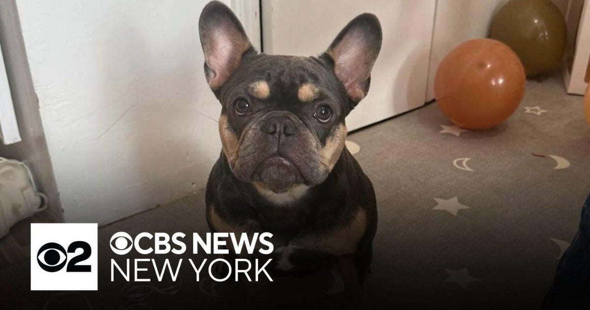 Family says service dog was stolen outside restaurant in Maspeth ...