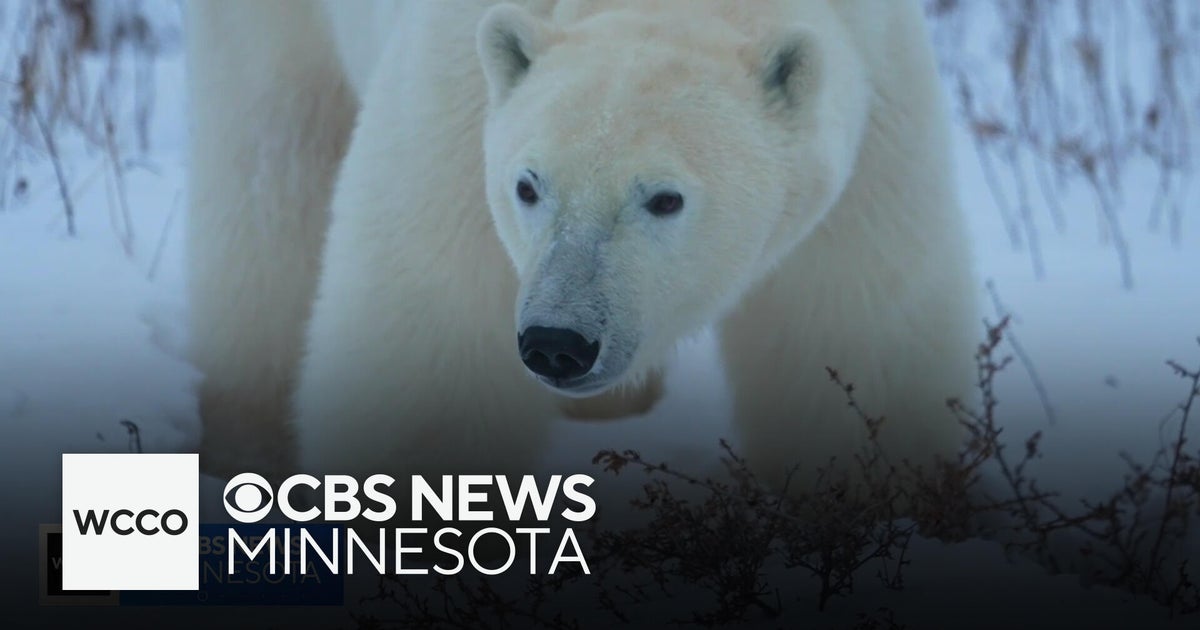 Polar Bear Week arrives as bears make their annual trek - CBS Minnesota
