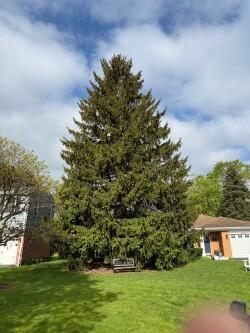 City of Chicago selects 68-foot spruce from Glenview as official ...