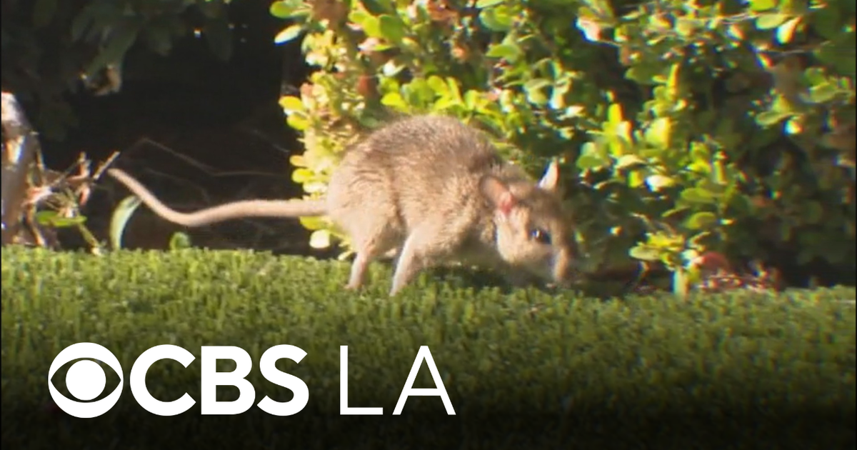 Rat-infested home causing problems in Irvine neighborhood - CBS Los Angeles