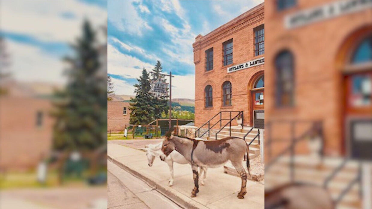 Cripple Creek champions its donkey heritage - CBS Colorado