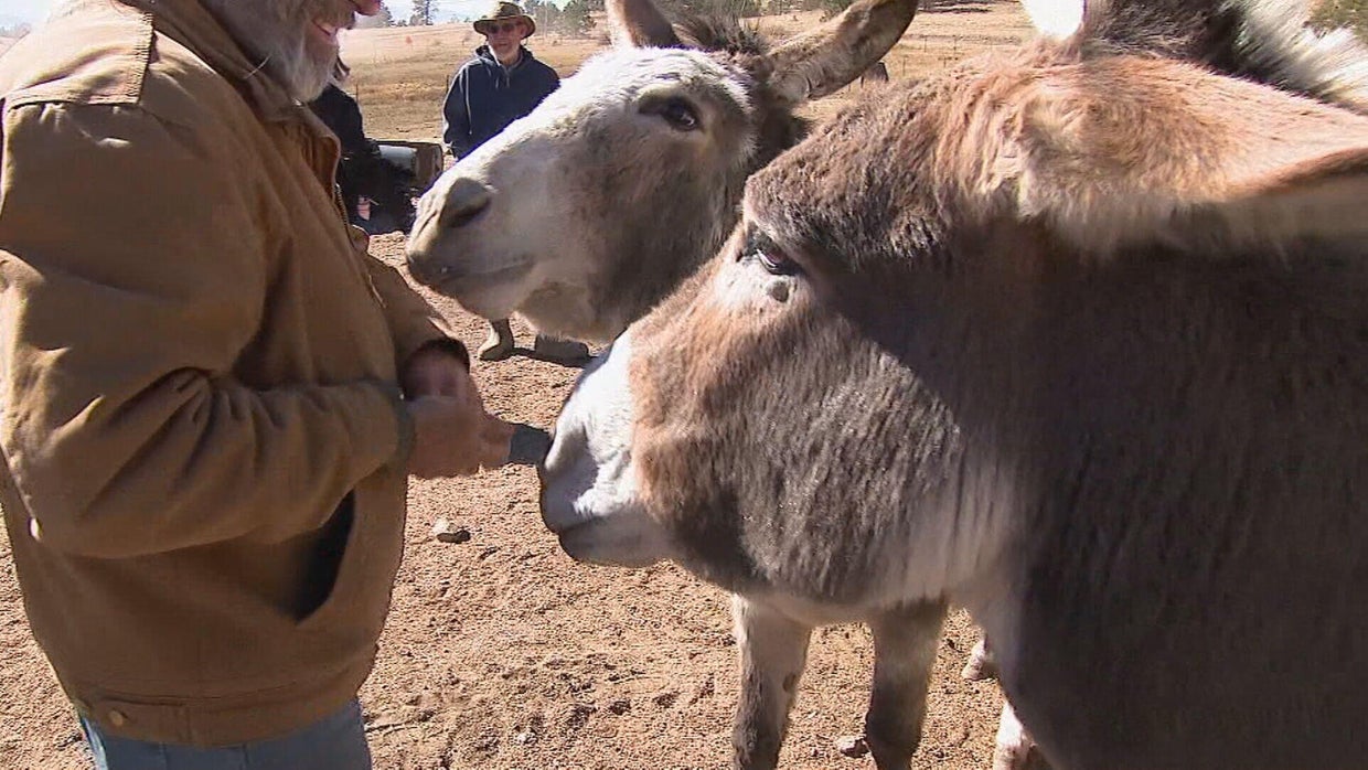 Cripple Creek champions its donkey heritage - CBS Colorado