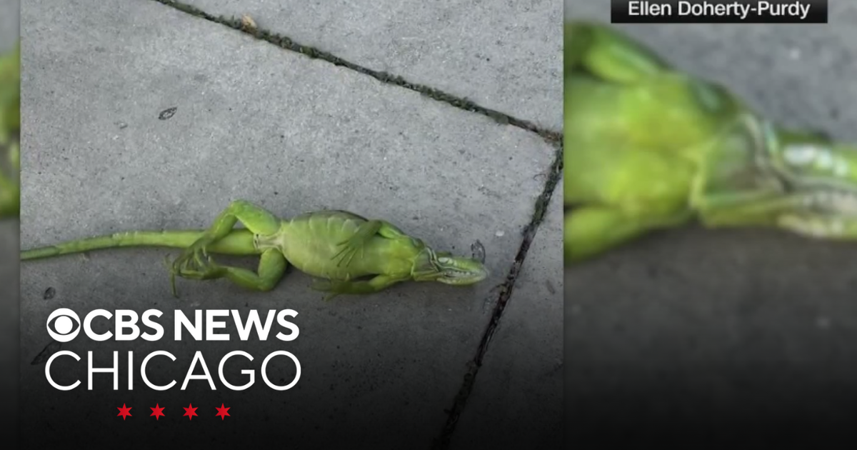 Frozen iguanas spotted in Florida - CBS Chicago