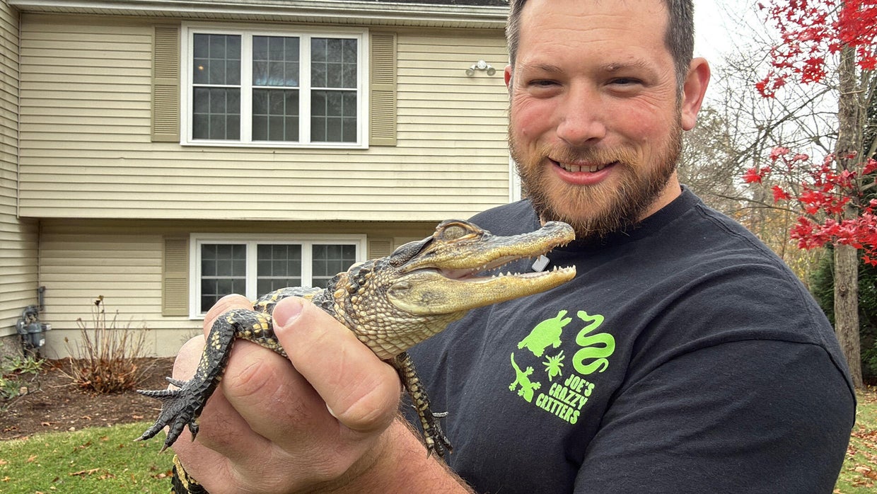Tiny alligator spotted on video in Boston's Charles River has been ...