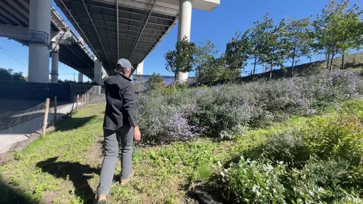 Under Brooklyn's Kosciuszko Bridge, a native plant nursery flourishes ...