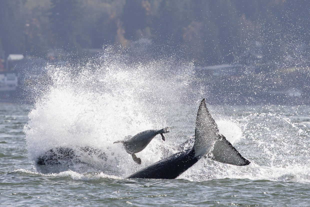 Photographer captures dramatic video of orcas hunting a seal that ...