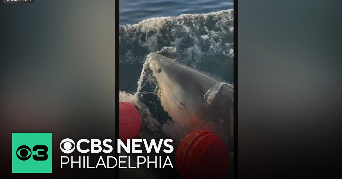 14-foot great white shark pings near Atlantic City coastline - CBS ...