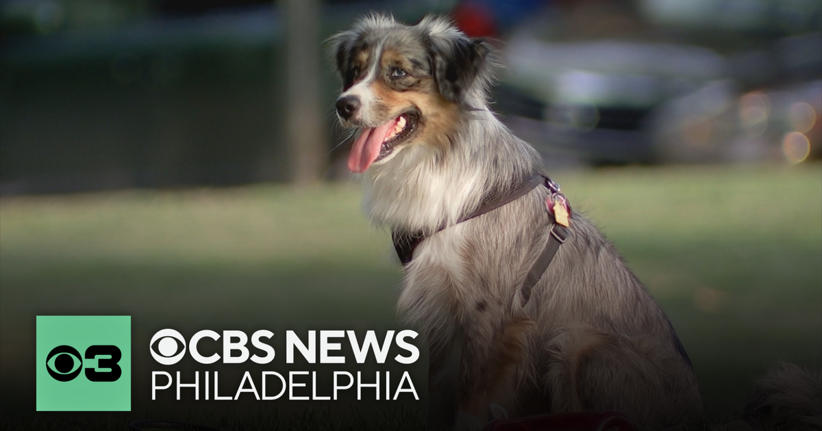 How to decode your dog's yawn | Pet Project - CBS Philadelphia