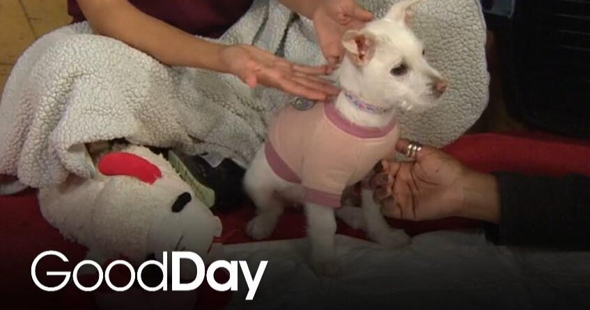 Take 3-month-old Romy home for the holidays! | Pet of the Week - Good ...
