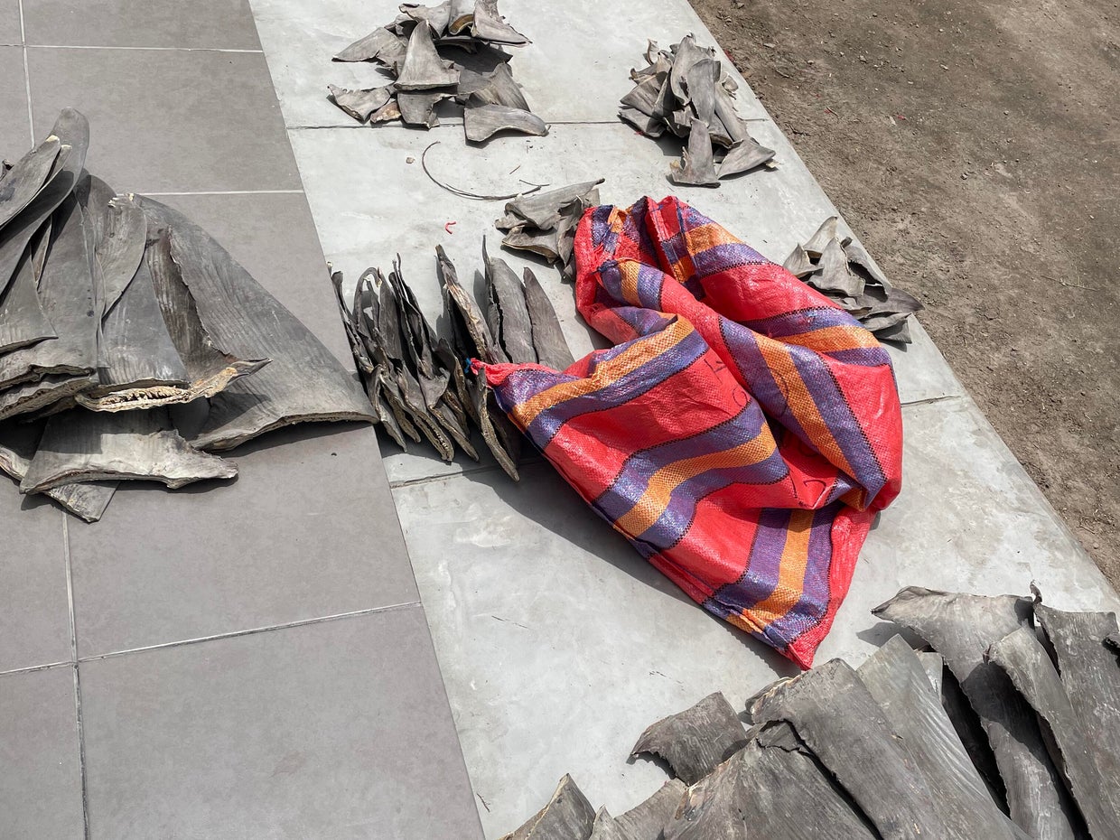 10,000 shark fins worth over $11M seized in major wildlife trafficking ...