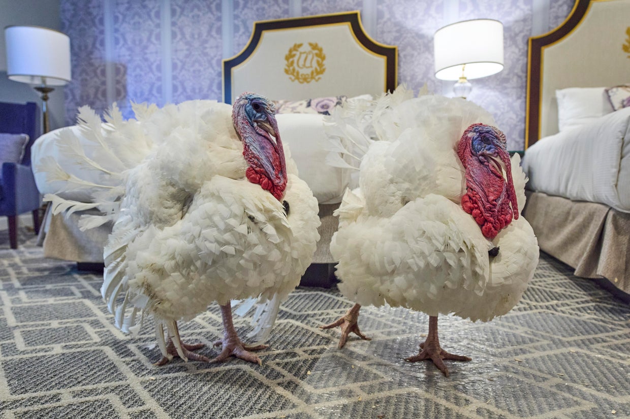 Trump pardons turkeys Gobble and Waddle in annual tradition. See the ...