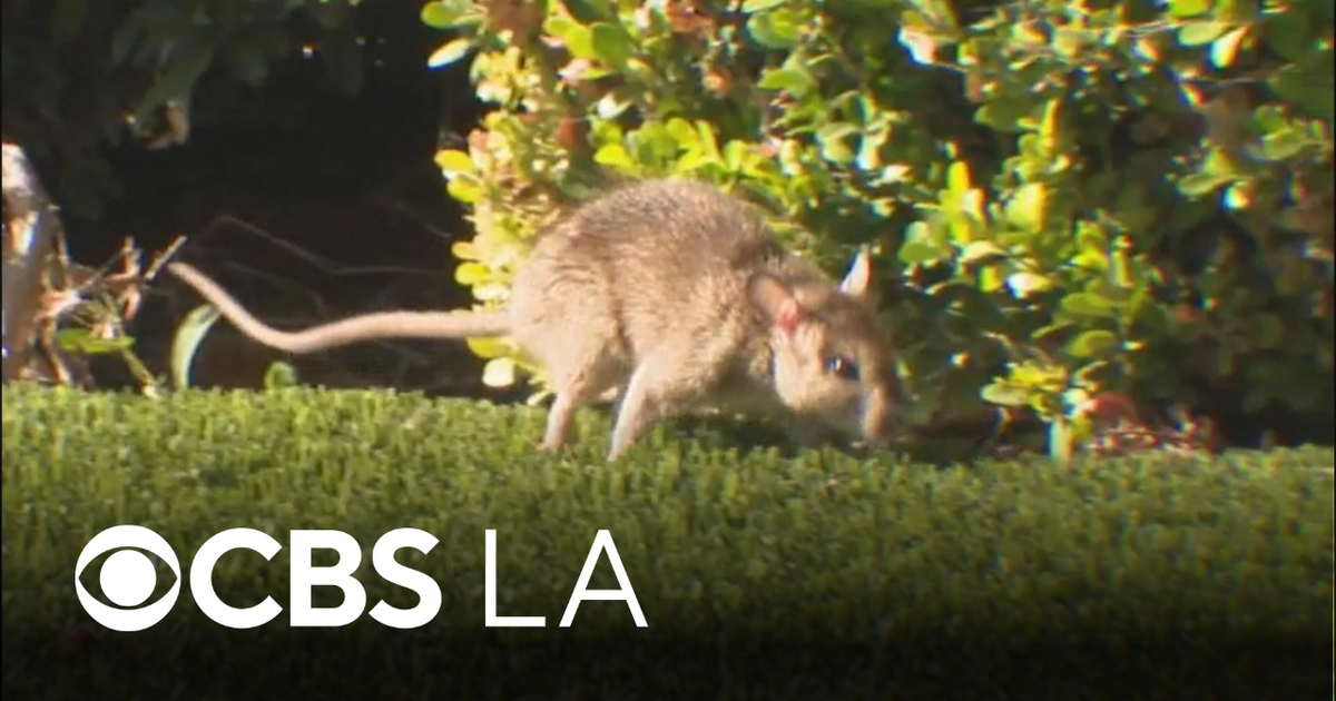Marine veteran thanks community for helping remove rats from his ...