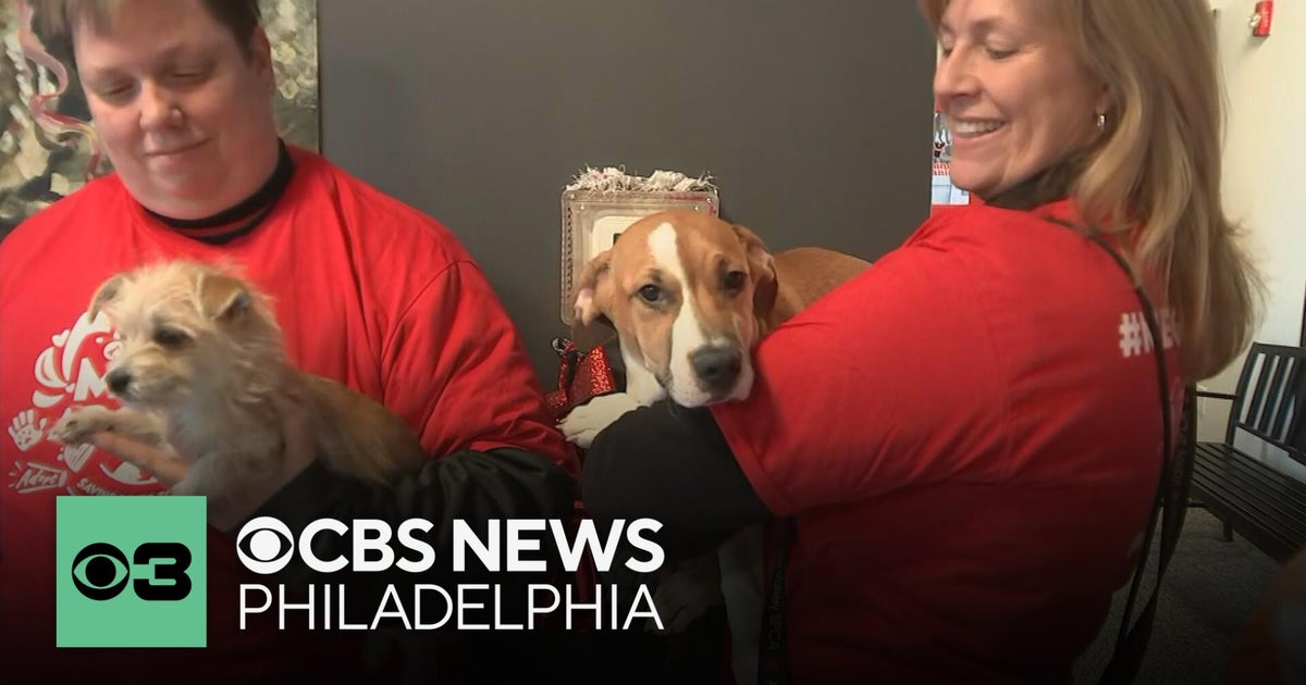 Meet some of the adoptable pets in Brandywine Valley SPCA's Mega ...