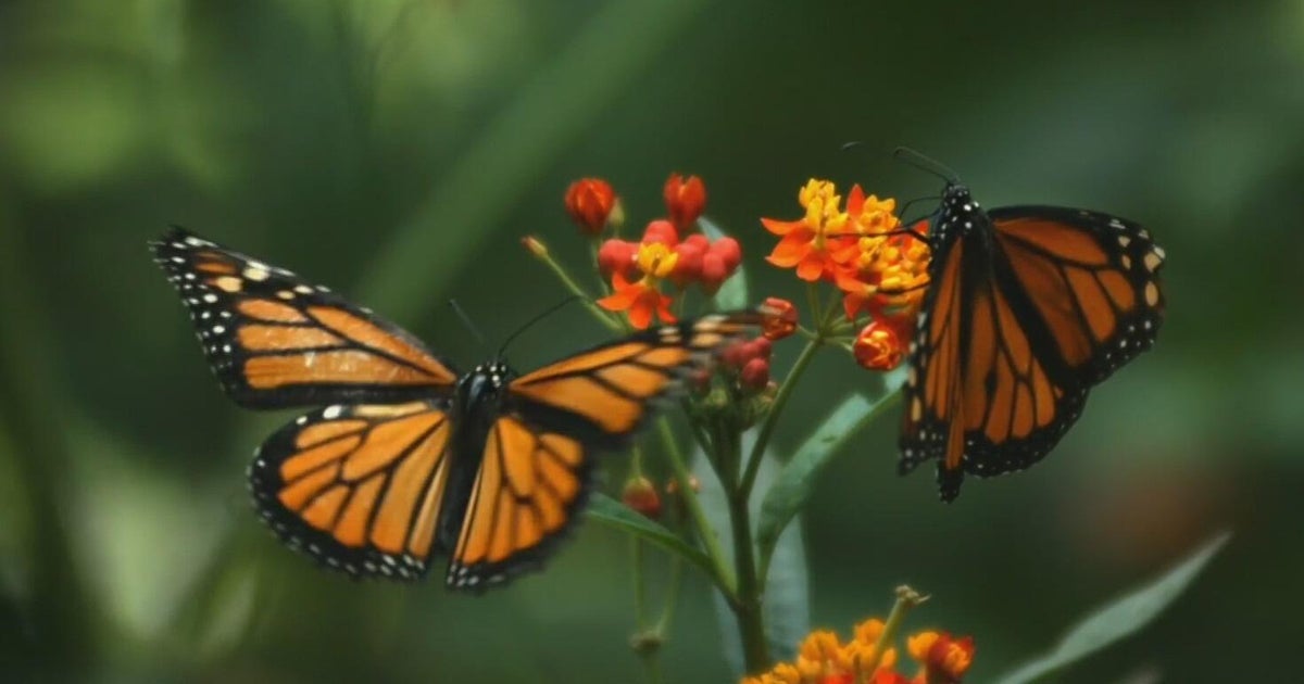 Monarch butterfly populations along Central California coast remain low ...