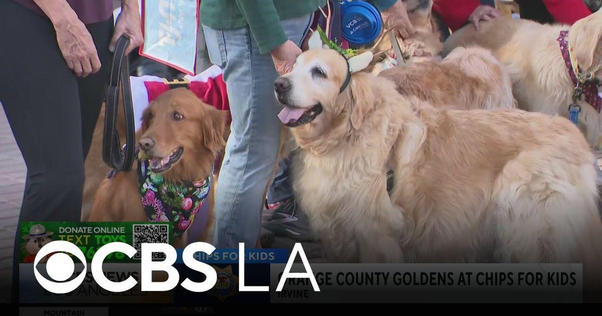 Orange County Goldens at CHiPs for Kids Toy Drive - CBS Los Angeles