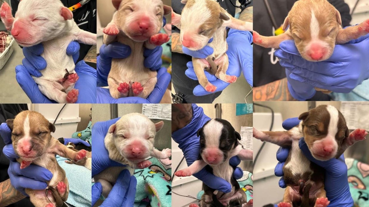Woman finds newborn puppies abandoned at South Philadelphia Target ...