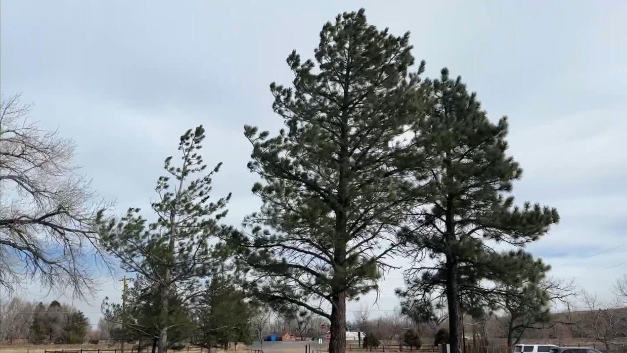 Colorado wind gusts surge up over 100 mph again to end the week - CBS ...