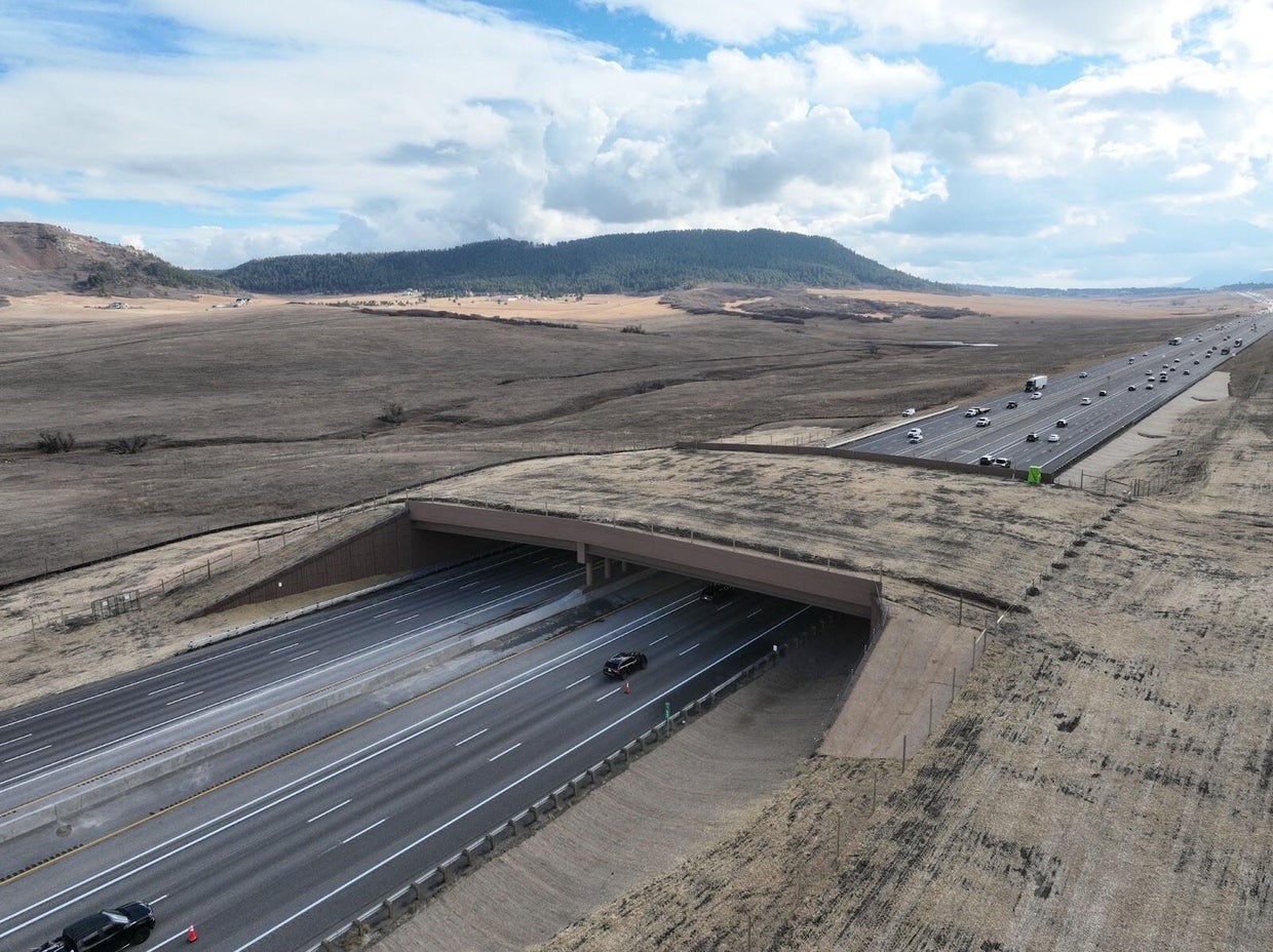 Largest wildlife overpass in North America opens in Colorado: "It's a ...