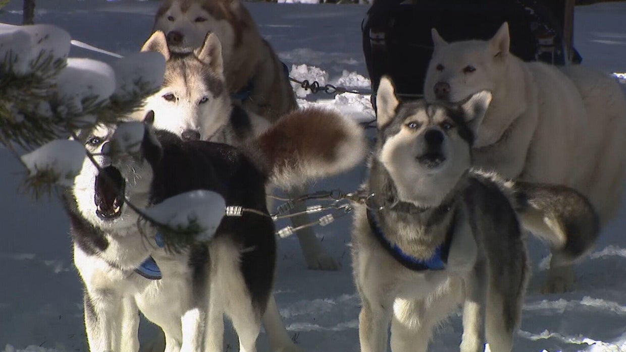 Dog sled tours in Colorado mountain community delayed due to lack of ...